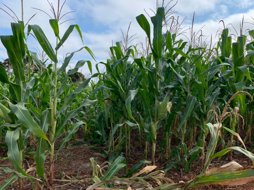 Foz - Plantação de milho do Colégio Agrícola é alvo de furto