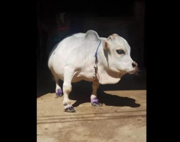 Mundo - Vaca anã de meio metro de altura atrai milhares de pessoas